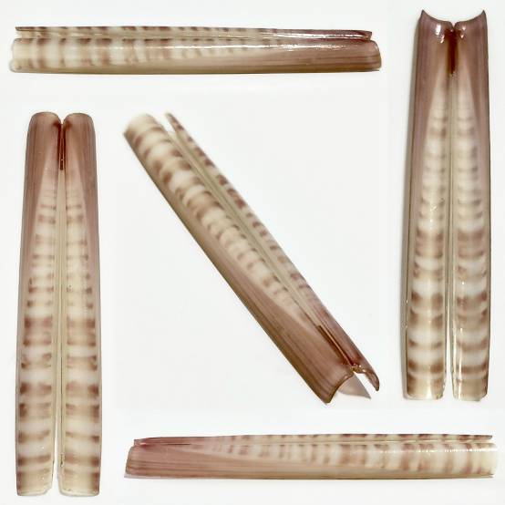 shellauction.net :: Solen linearis - 3877573