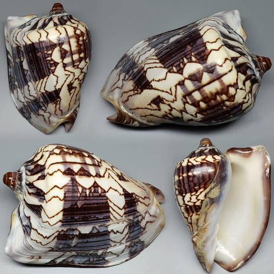 shellauction.net :: Cymbiola nobilis - 3877749