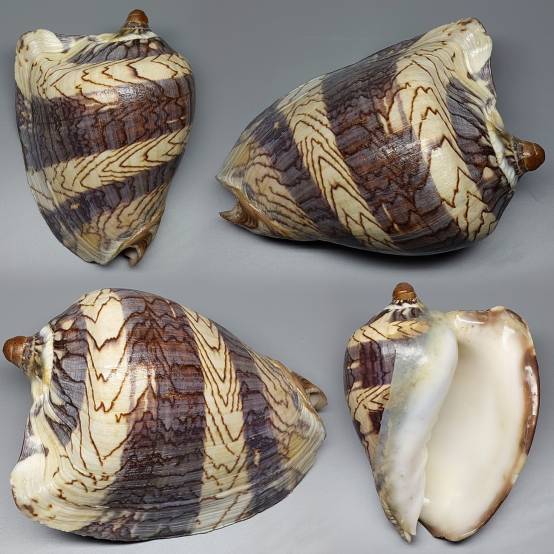 shellauction.net :: Cymbiola nobilis - 3877750