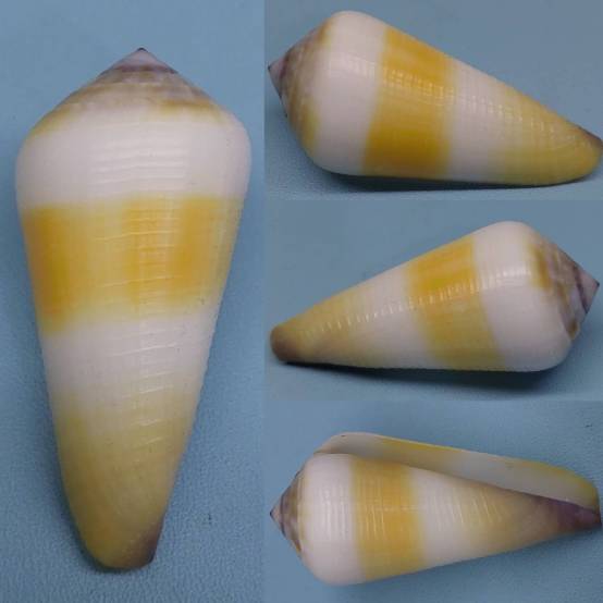 shellauction.net :: Conus terebra - 3877990