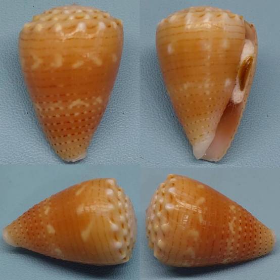 shellauction.net :: Conus miliaris - 3877998