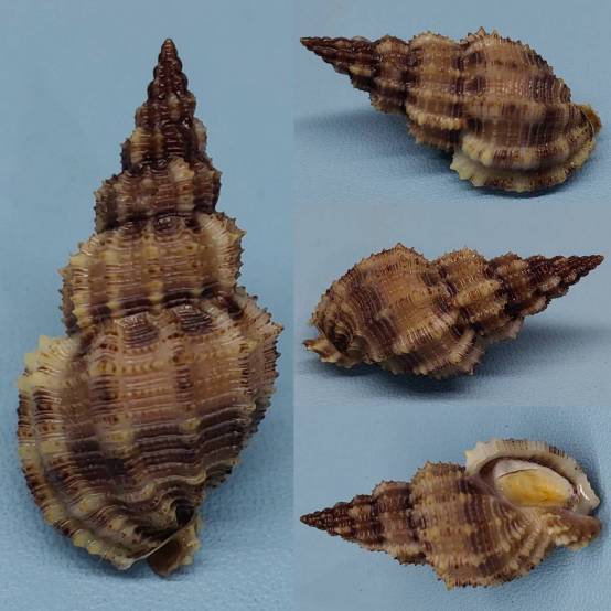shellauction.net :: Phos senticosus - 3878223