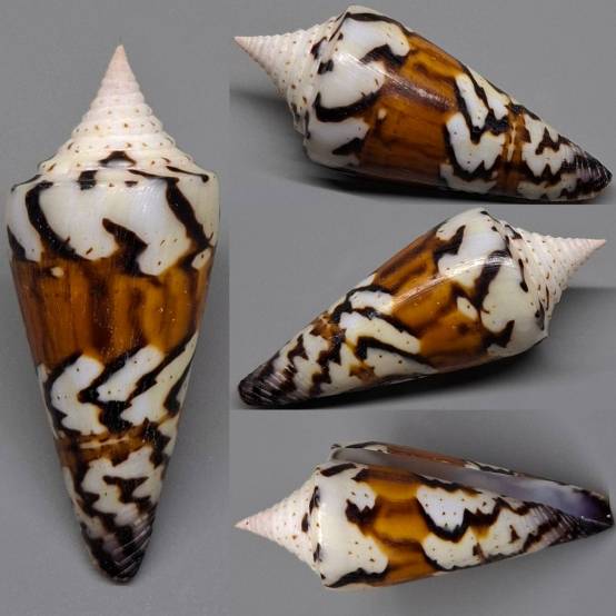 shellauction.net :: Conus generalis - 3878361