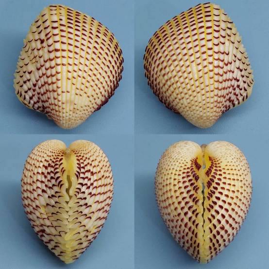 shellauction.net :: Fragum unedo - 3878608