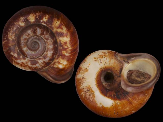 shellauction.net :: Myxostoma petiverianum - 3878693