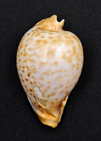 shellauction.net :: Umbilia oriettae - 3878756