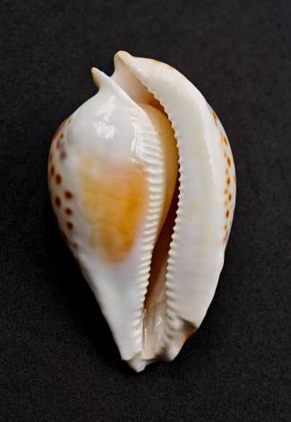 shellauction.net :: Umbilia oriettae - 3878756