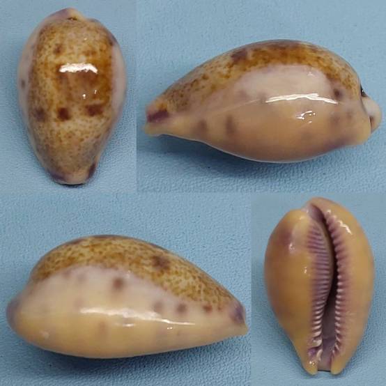 shellauction.net :: Contradusta walkeri - 3878821