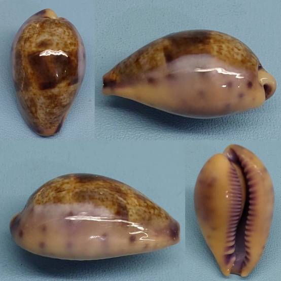 shellauction.net :: Contradusta walkeri - 3878822