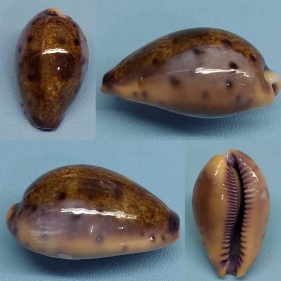 shellauction.net :: Contradusta walkeri - 3878824