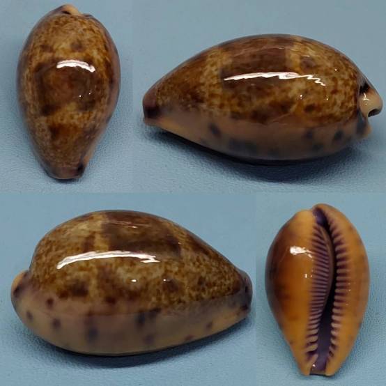 shellauction.net :: Contradusta walkeri - 3878825