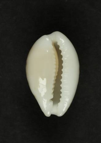 shellauction.net :: Cypraea comma comma - 3879321