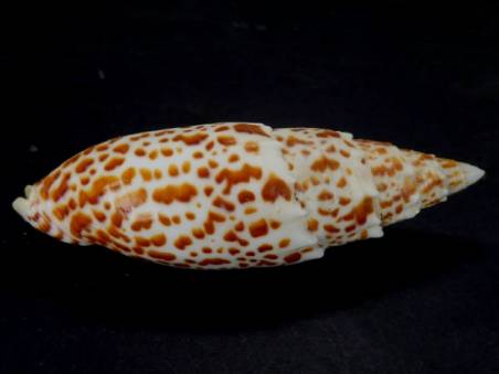 shellauction.net :: Mitra papilis - 3879410