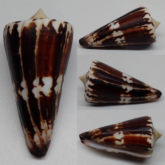 shellauction.net :: Conus generalis - 3880141