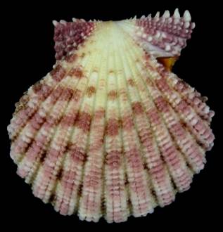 shellauction.net :: Gloripallium pallium cf speciosum - 3880274
