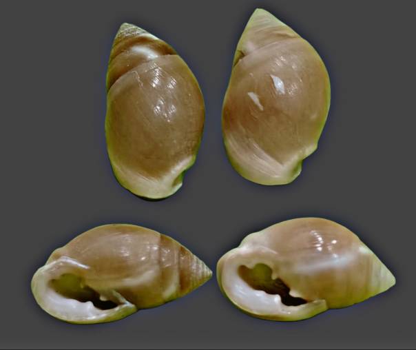 shellauction.net :: Ellobium sp. - 3880443
