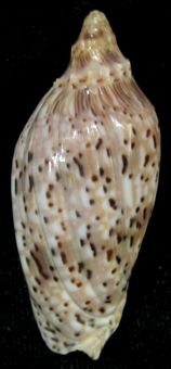 shellauction.net :: Cymbiola complexa nielseni - 3880795