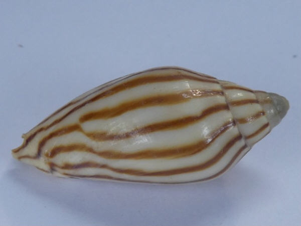 shellauction.net :: Amoria dampiera - 3880975