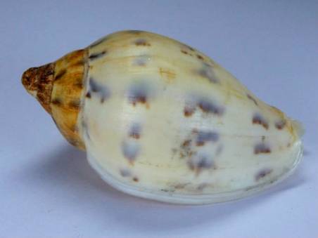 shellauction.net :: Cymbiola flavicans - 3881011