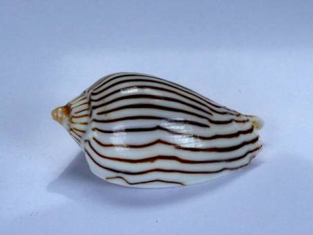 shellauction.net :: Amoria zebra - 3881014