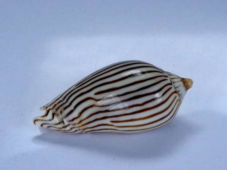 shellauction.net :: Amoria zebra - 3881014