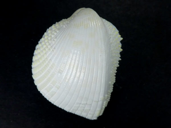shellauction.net :: Fragum fragum - 3881090