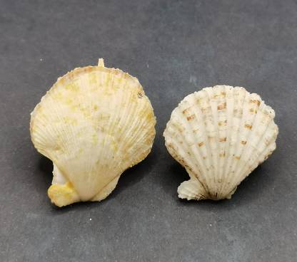 shellauction.net :: Chlamys sp. - 3881182