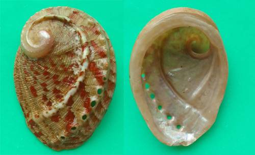 shellauction.net :: Haliotis parva - 3881306