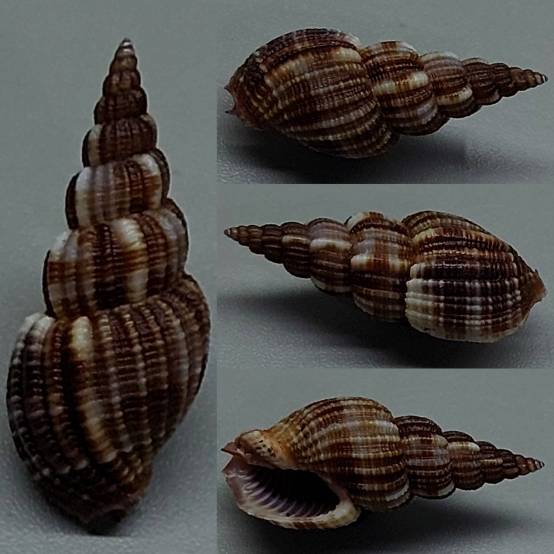shellauction.net :: Phos roseatus - 3881893