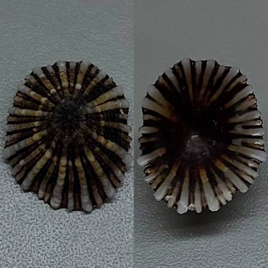 shellauction.net :: Siphonaria normalis chirura - 3881915