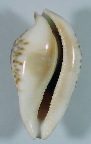 shellauction.net :: Umbilia hesitata - 3882047
