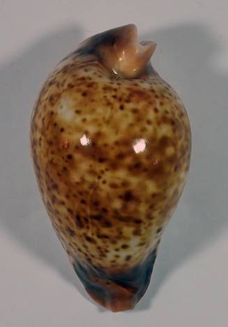 shellauction.net :: Umbilia hesitata - 3882048