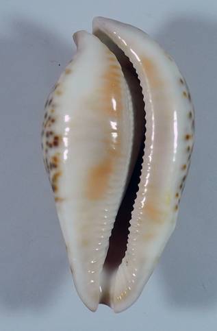 shellauction.net :: Umbilia hesitata - 3882048