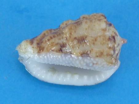shellauction.net :: Morum bayeri - 3882063
