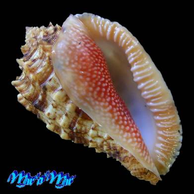 shellauction.net :: Morum dennisoni - 3882211