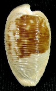 shellauction.net :: Cypraea capensis - 3882362