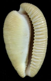 shellauction.net :: Cypraea capensis - 3882362