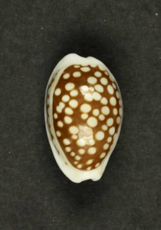 shellauction.net :: Cypraea comma comma - 3882386
