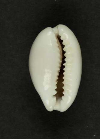 shellauction.net :: Cypraea comma comma - 3882386