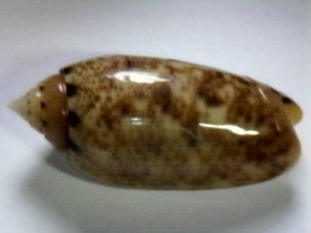 shellauction.net :: Oliva species - 3882683