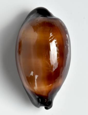 shellauction.net :: Talparia exusta - 3882906