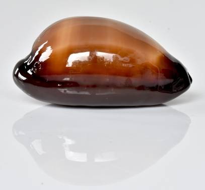 shellauction.net :: Talparia exusta - 3882906