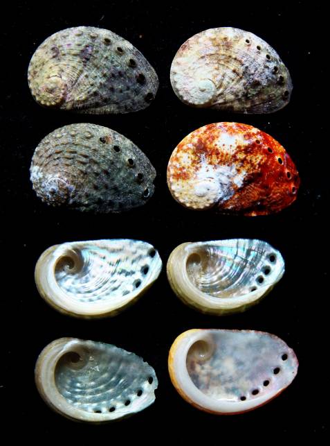 shellauction.net :: Haliotis pustulata - 3882930