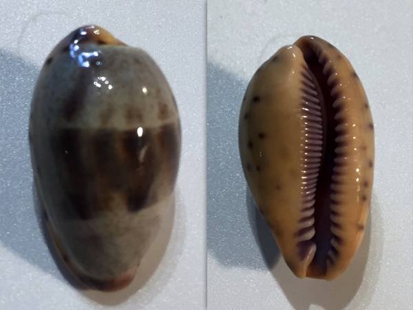 shellauction.net :: Contradusta walkeri walkeri - 3882981