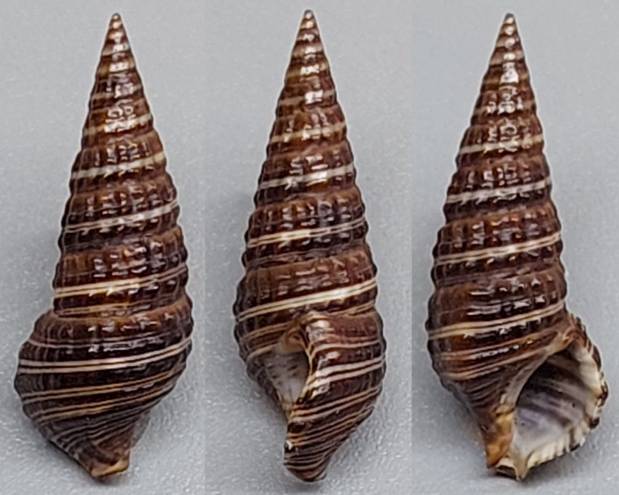 shellauction.net :: Latirus turritus - 3882994