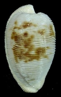 shellauction.net :: Cypraea capensis - 3883053