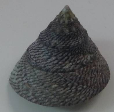 shellauction.net :: Trochus hanleyanus - 3883118