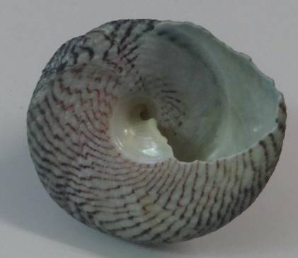 shellauction.net :: Trochus hanleyanus - 3883118
