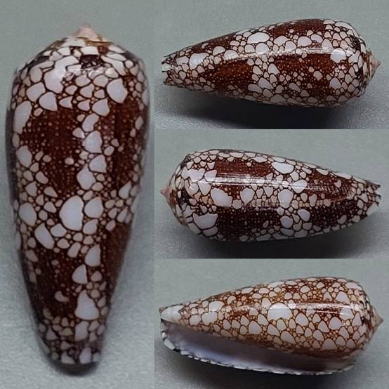 shellauction.net :: Conus omaria - 3883314