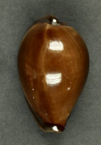 shellauction.net :: Cypraea adusta adusta - 3883660